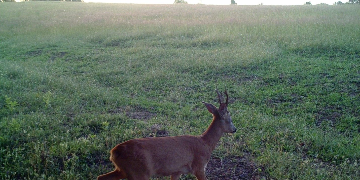 Roe deer (Capreolus capreolus) – CBC-Forest