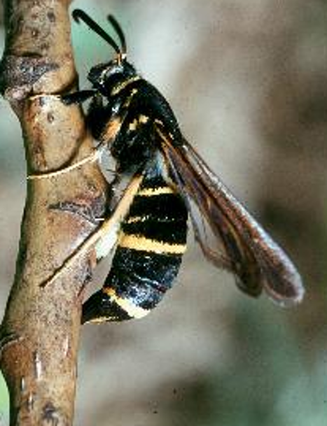 Симеон Кирилов, Малка тополова стъкленка (Paranthrene tabaniformis ...